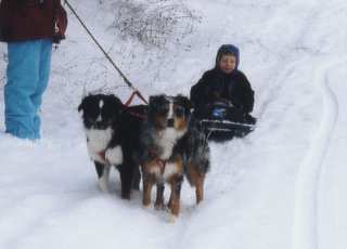 Dancing Wolf Galerie